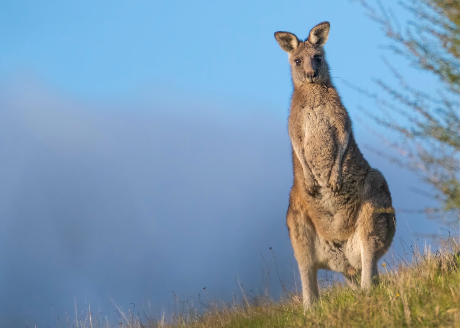 Emerald Beach: A Hidden Kangaroo Paradise - On a Journey Together
